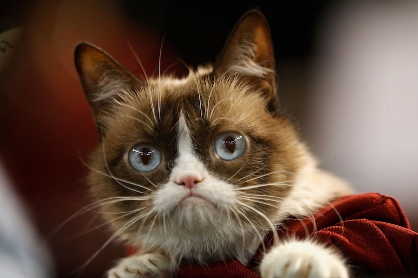 Verdrietig nieuws uit poezenland: Grumpy Cat is overleden