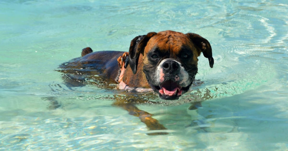 Zo lief: op dit tropisch eiland kun je met puppy's spelen - Flair ...