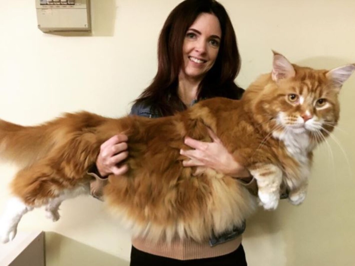 Grootste Kat Ter Wereld De Singapura: Karakter, Kenmerken En
