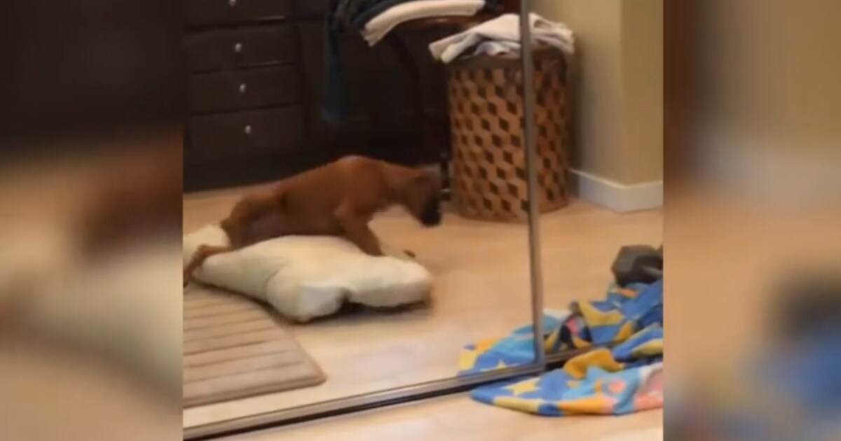 ZIEN: Deze pup maakt je sowieso aan het lachen - Flair - Voor jou, over ...