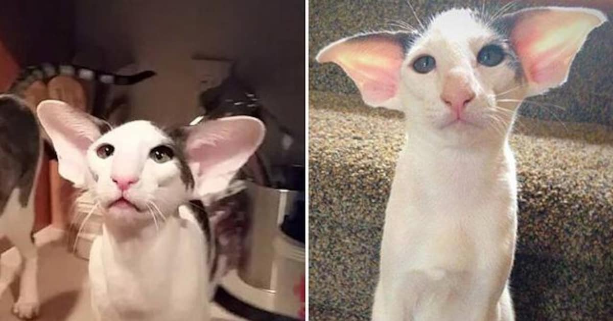 CUTE: deze kat lijkt als twee druppels water op Dobby, de huiself ...