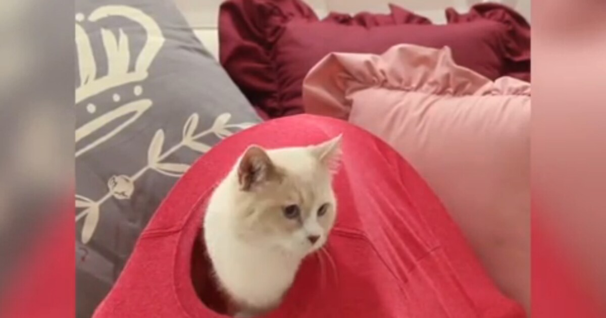 Maak deze tent voor jouw kat in een handomdraai! - Flair - Voor jou ...