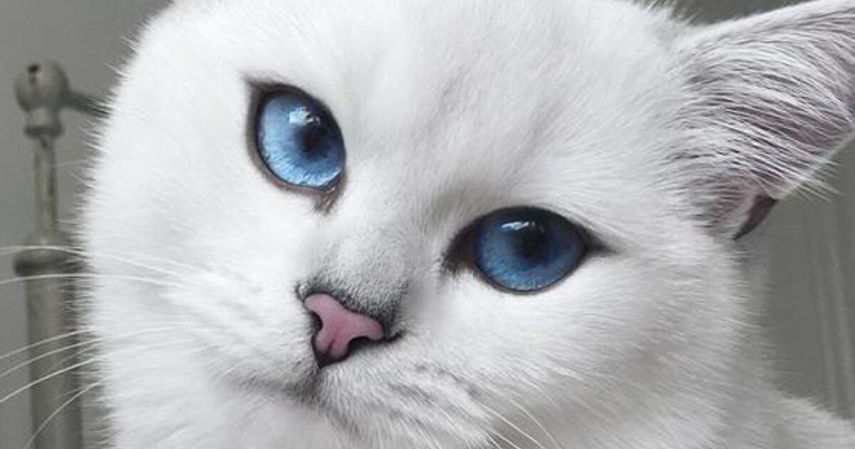 Deze kat heeft wellicht de mooiste ogen ooit - Flair - Voor jou, over jou