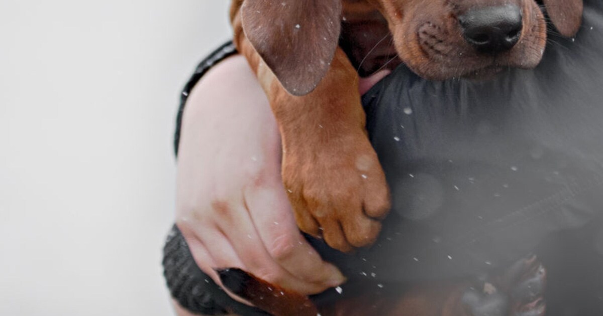 Te lief hoe deze dierenarts een bange puppy troost - Flair - Voor jou ...