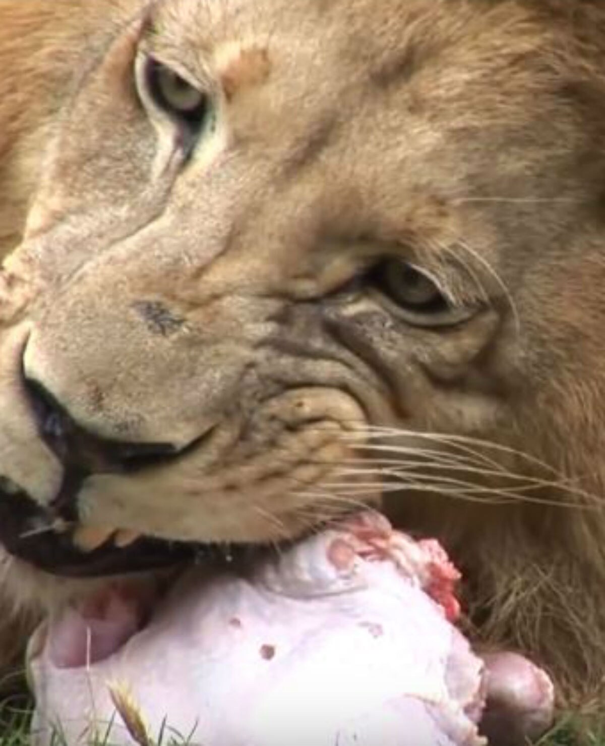 Hoeveel lijken katten op tijgers? - Flair - Voor jou, over jou | Flair