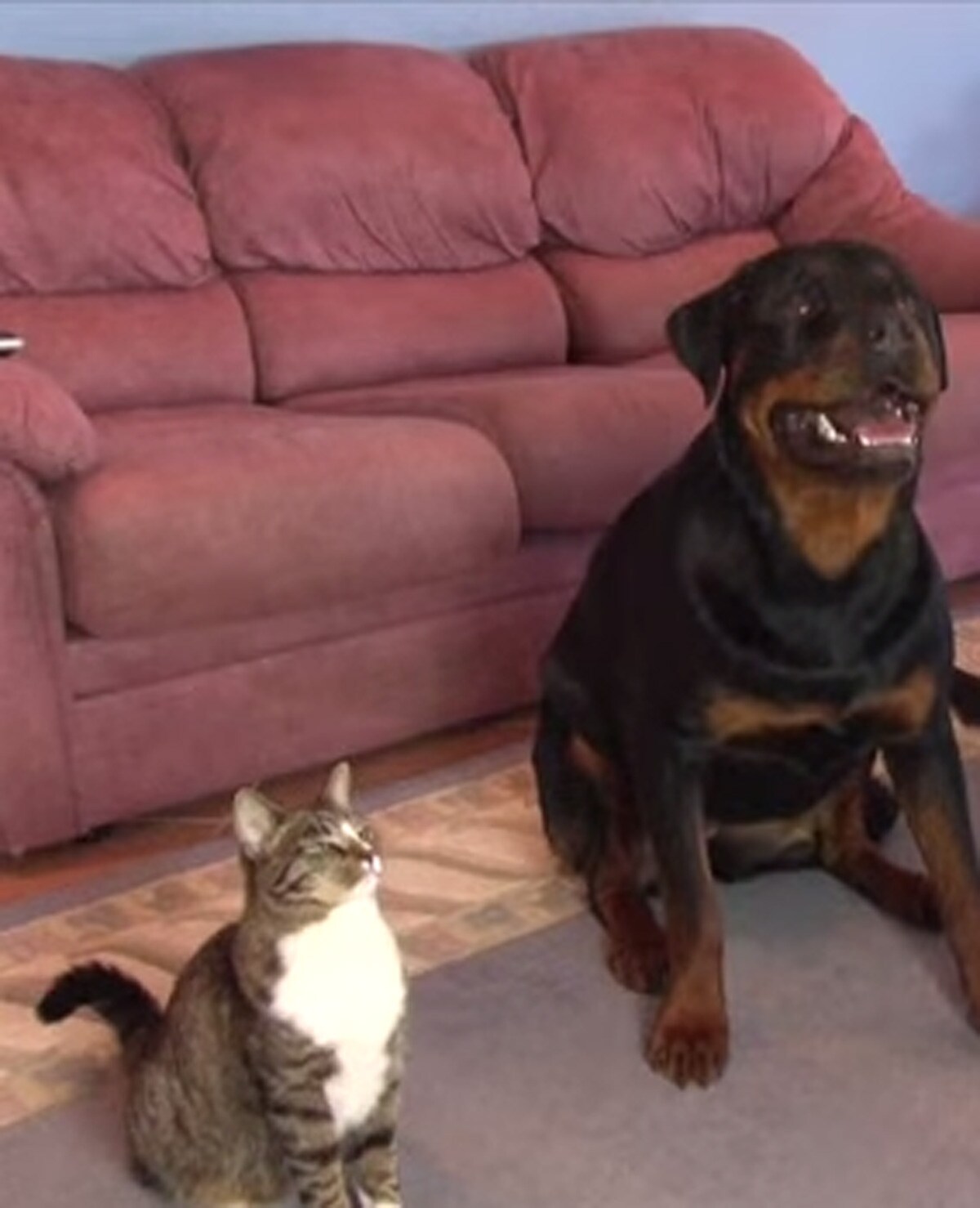 Deze copy cat denkt dat hij een hond is - Flair - Voor jou, over jou ...