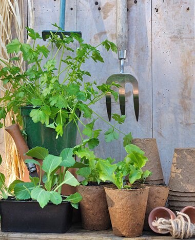 Groene trend: mini-kweekkas | Flairathome.nl