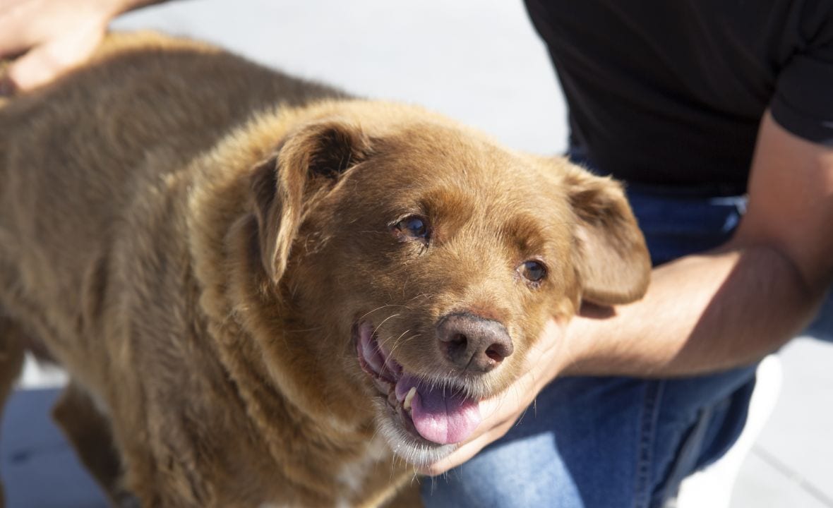 Hondenleven: Bobi, de oudste hond ter wereld, is overleden | Flair