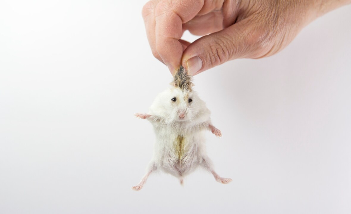 Met déze saus van dit merk vang je ratten binnen no time | Flair