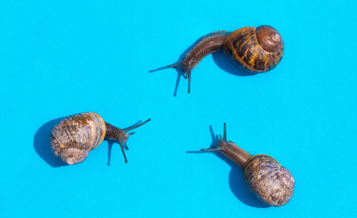 Slakkenplaag? Een slakkenexpert vertelt hoe je er vanaf komt