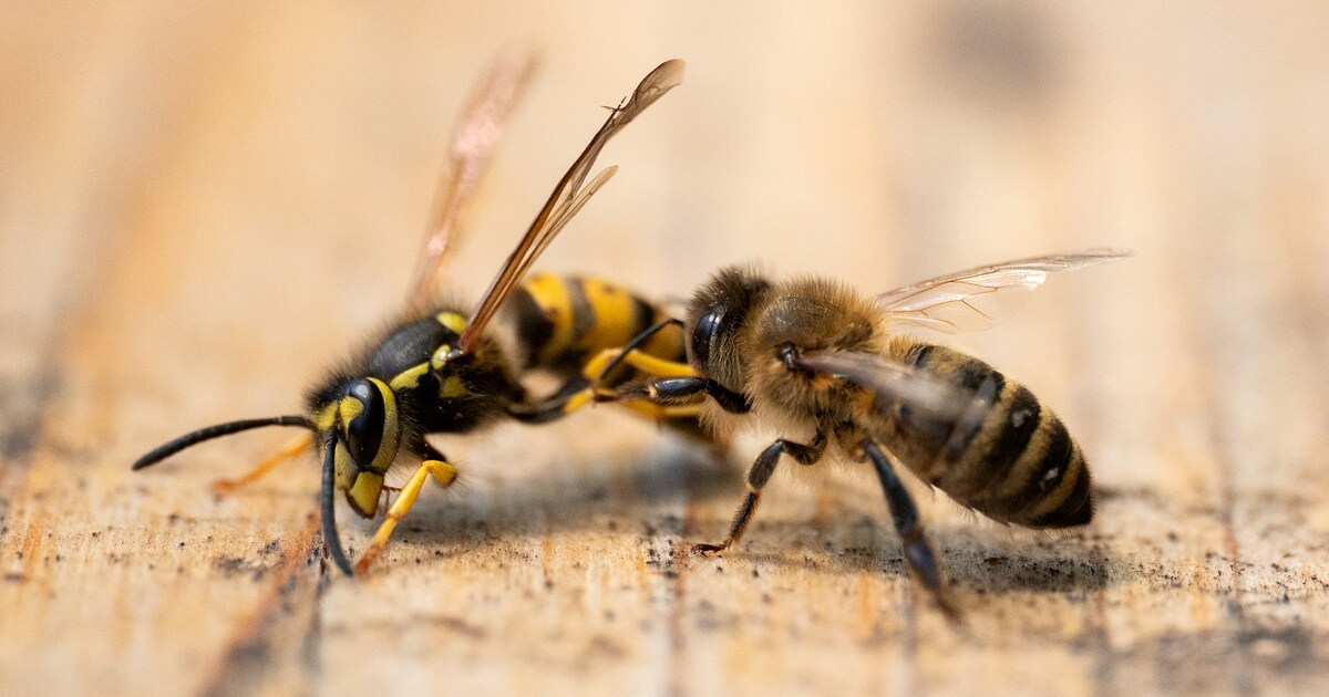 Wat te doen bij een bijen- of wespensteek? | Flair