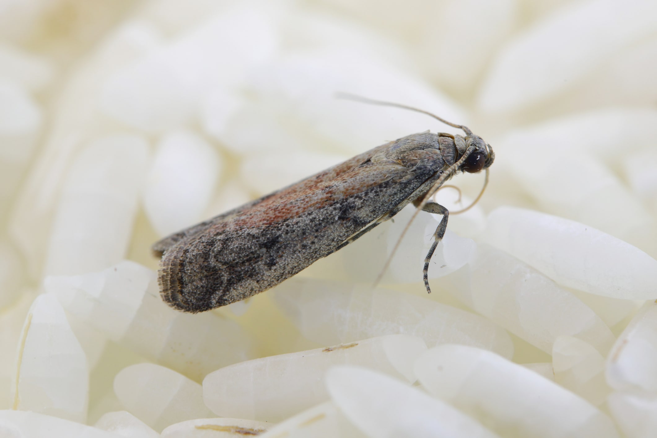 Help, ik heb voedselmotten! Hoe kom ik hiervan af? | Flair